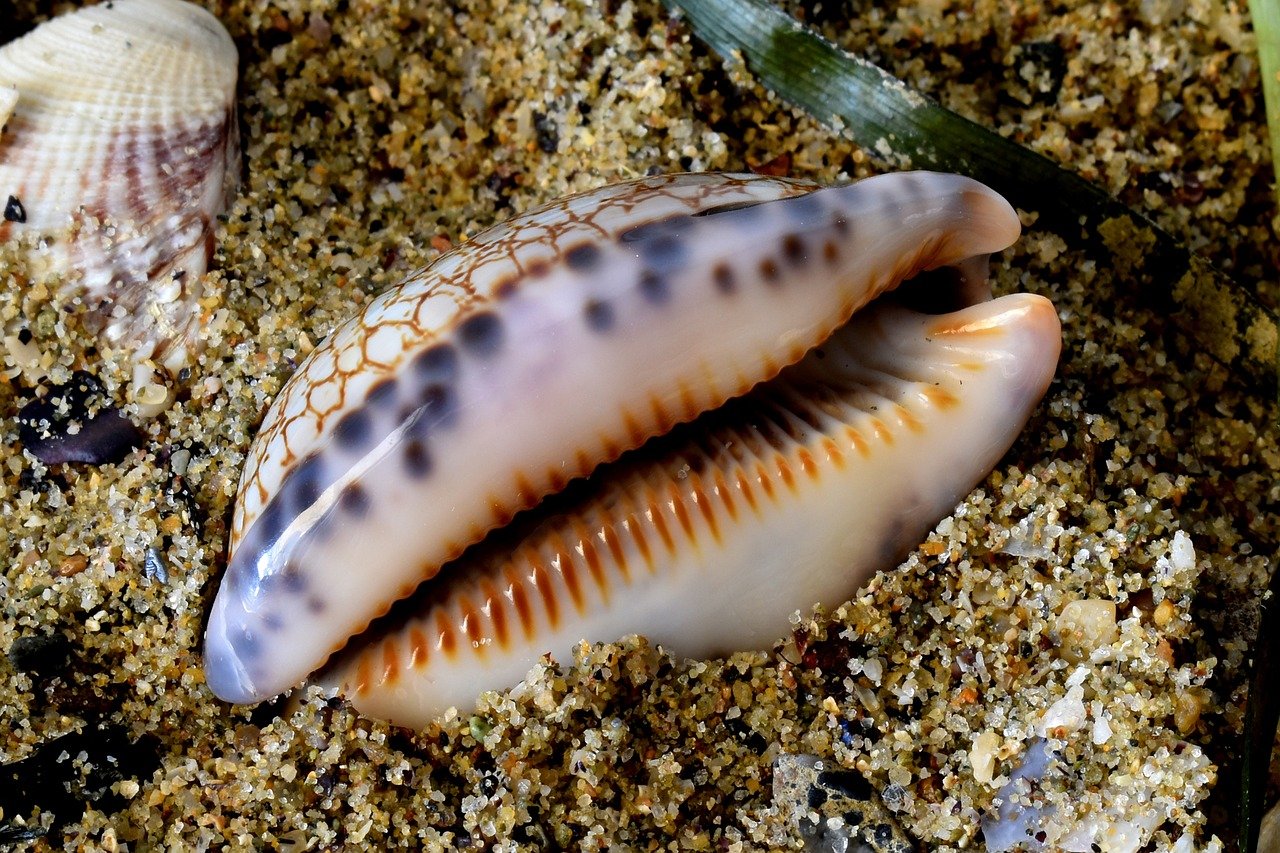 Where Are Cowrie Shells Found and What It Means Spiritually?